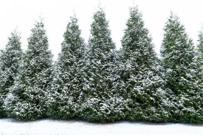 Snow Covered Evergreen Trees Stock Image - Image of green, frost: 65986077