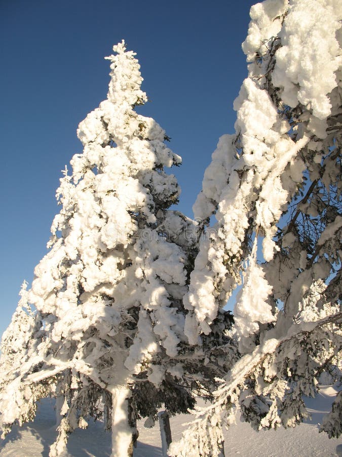 Snow Covered Evergreen Trees,QC Stock Photo - Image of rural, tree ... Snow Covered Evergreen Trees,QC Stock Photo - Image of rural, tree ...