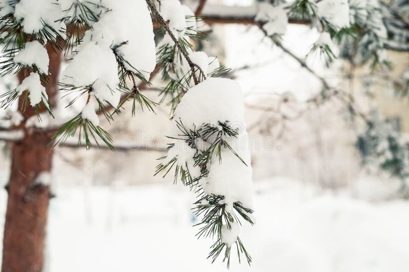 Snow-covered Evergreen Trees .Texture. Heavy Snow this Winter. Stock ...