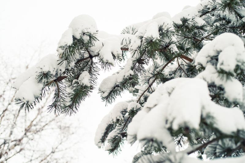Snow-covered Evergreen Trees .Texture. Heavy Snow this Winter. Stock ...