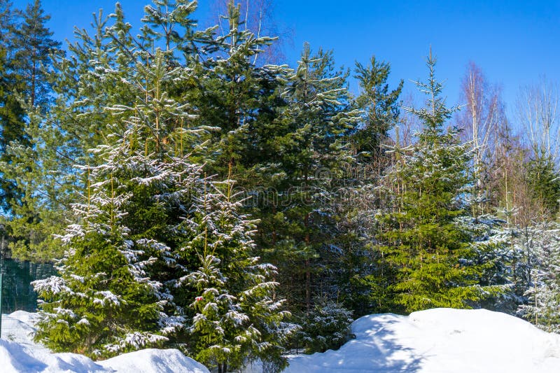 Snow-covered Evergreen Trees in a Winter Forest Under a Clear Blue Sky ...
