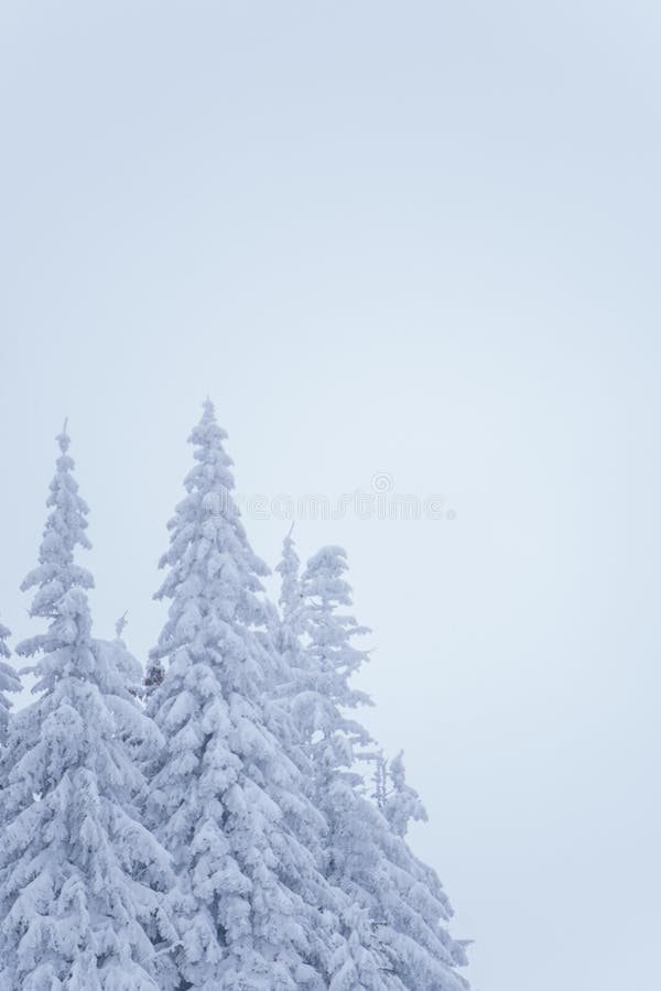 Snow-Covered Evergreen Trees in Winter Landscape Stock Image - Image of frost, pine: 379674193