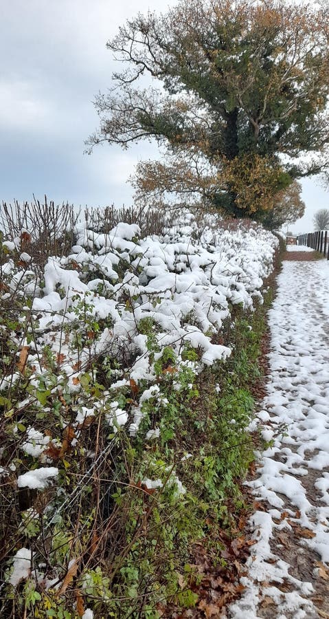 Snow Covered Farm Hedgerows and Bare Winter Tree Stock Photo - Image of ...