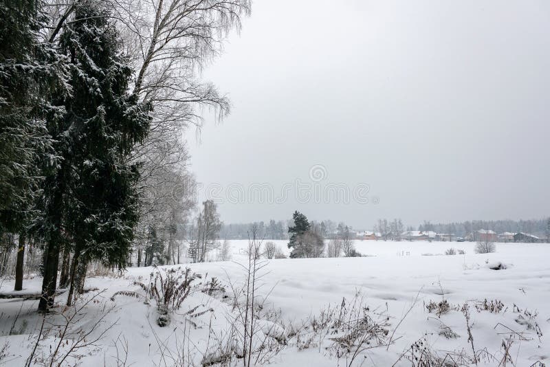 Snow-covered Field on the Edge of the Forest Stock Image - Image of ...