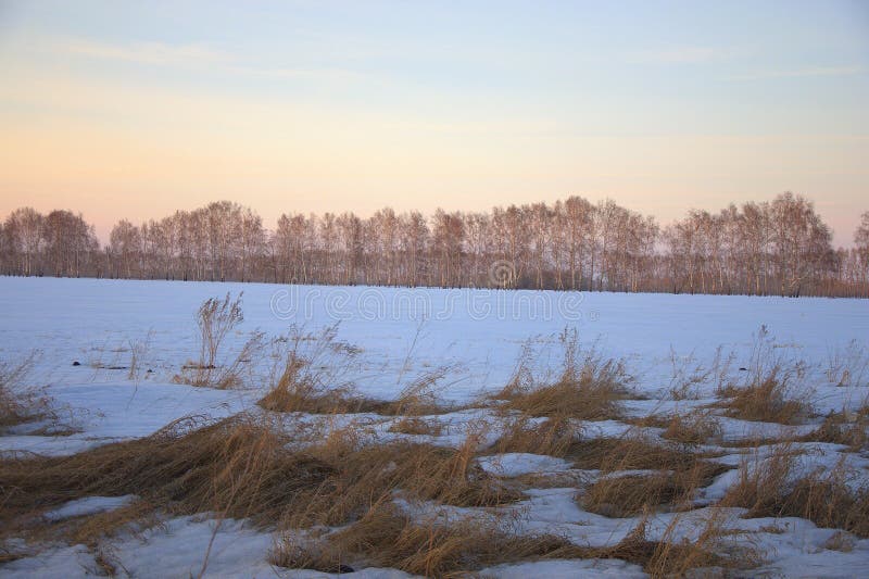 A Snow Covered Field and Forest in the Background at Sunset. Panoramic ...