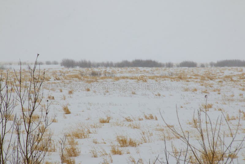 A Snow-covered Field in a Heavy Snowstorm Stock Photo - Image of north ...