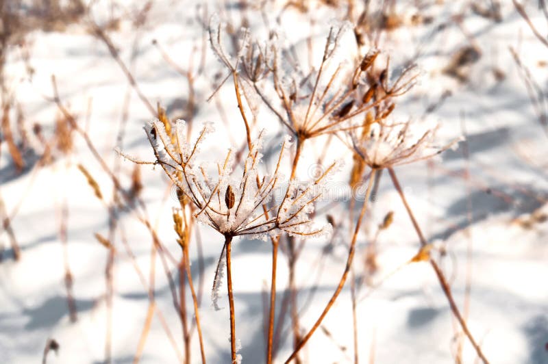 Snow-covered Field, Field Plants in Snow, Dry Grass Under Snow Stock ...