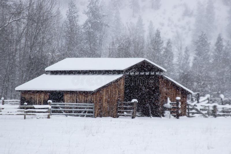 Snow-covered Field with a Rustic Barn during Snowfall. Western Montana ...