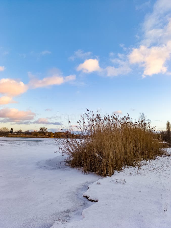 A Snow Covered Field with Tall Grass in the Foreground Stock Image ...