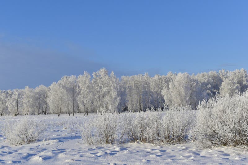 A Snow-covered Field in Winter, Blue Sky and Forest. Snow in a Winter ...