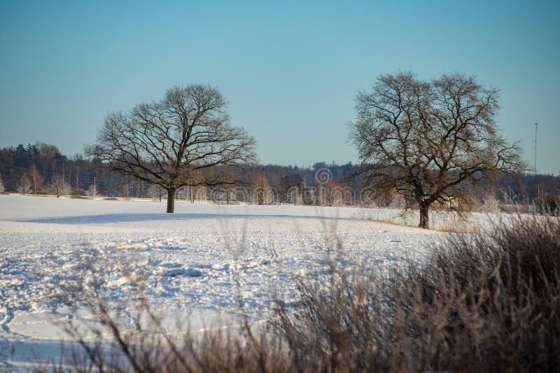 Snow Covered Fields in Winter Countryside Stock Photo - Image of nature ...