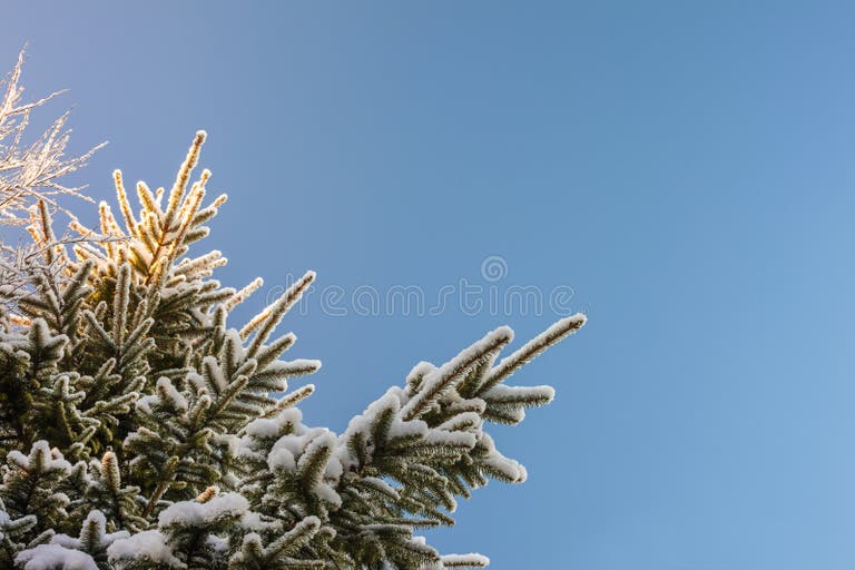 1,503 Hoarfrost Oisterwijk Netherlands Stock Photos - Free & Royalty ...