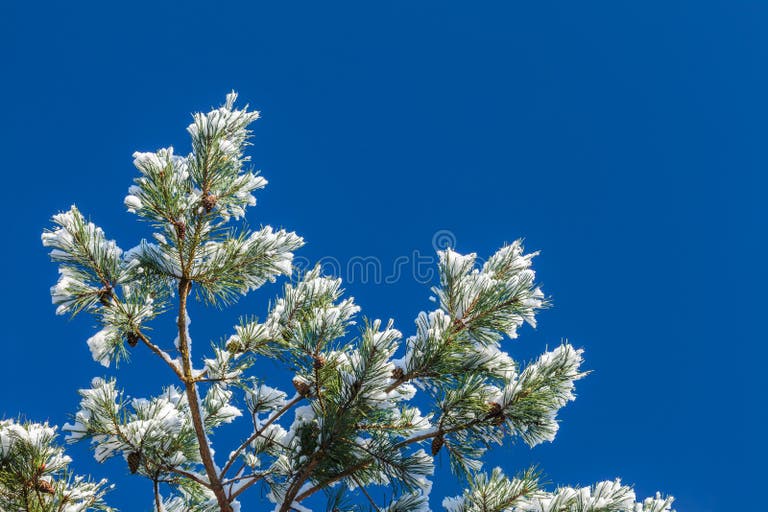 1,499 Hoarfrost Oisterwijk Netherlands Stock Photos - Free & Royalty ...