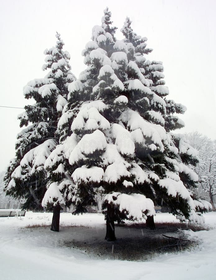 Snowy pine tree stock photo. Image of frosty, snow, snowy - 176912