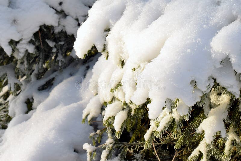 Snow Covered Fir Tree Branches Stock Image - Image of green, nature ...