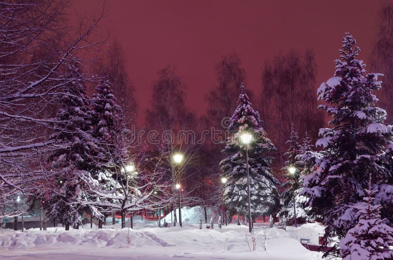 Snow-covered Fir-tree in the Park Stock Image - Image of january ...