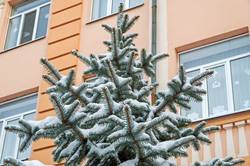 Snow-covered fir-tree stock photo. Image of morning, fairytale - 84101294
