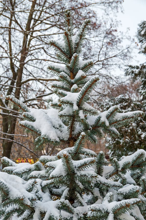 Snow-covered fir-tree stock photo. Image of hoar, green - 84101586