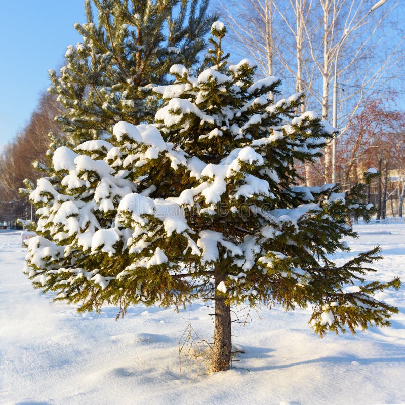 Snow covered fir tree stock photo. Image of nature, outdoor - 105836284