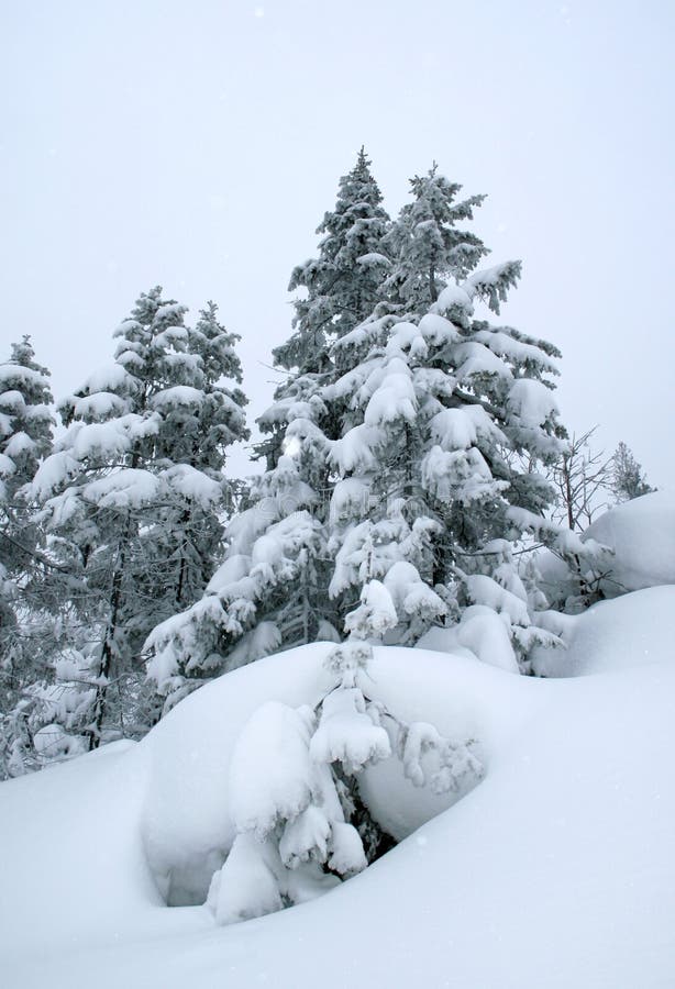Snow covered fir trees stock image. Image of forest, foliage - 11172855