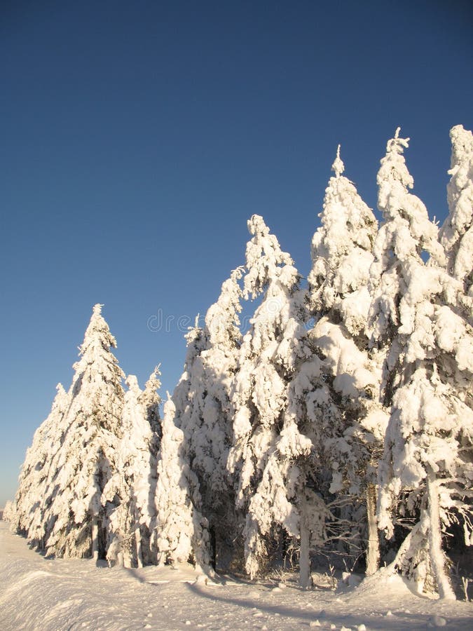 Snow covered fir trees stock photo. Image of january - 12815872