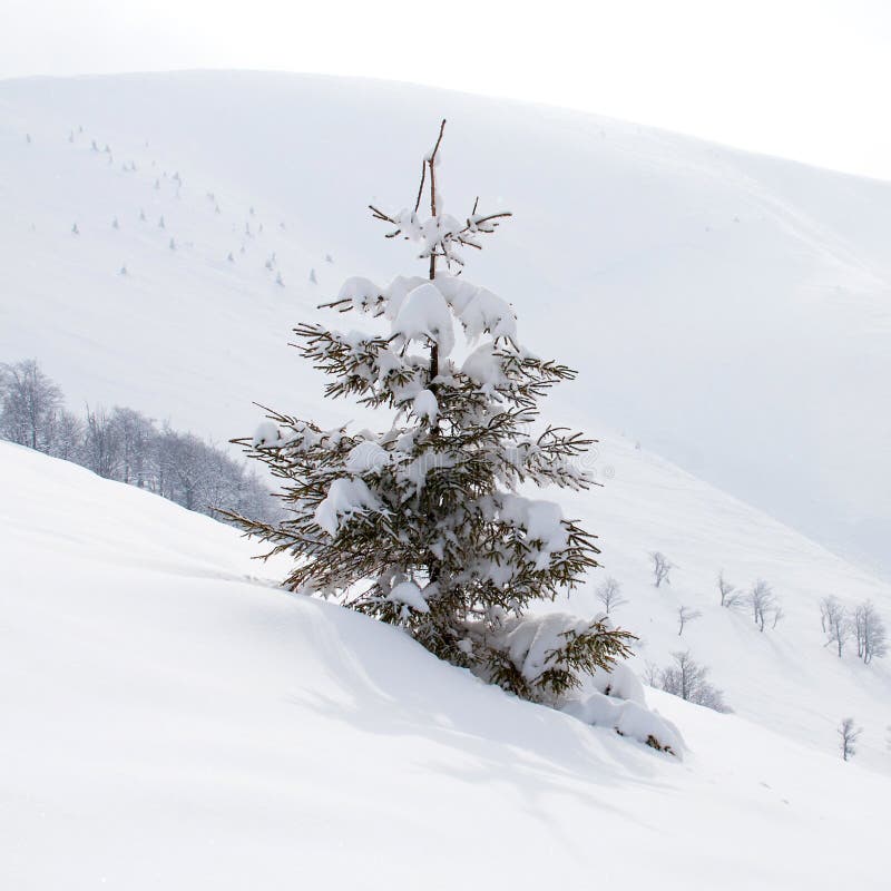 Snow covered fir trees stock image. Image of fresh, snowstorm - 23711733