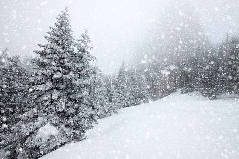 Snow Covered Fir Trees in Heavy Snowfall - Christmas Background Stock ...