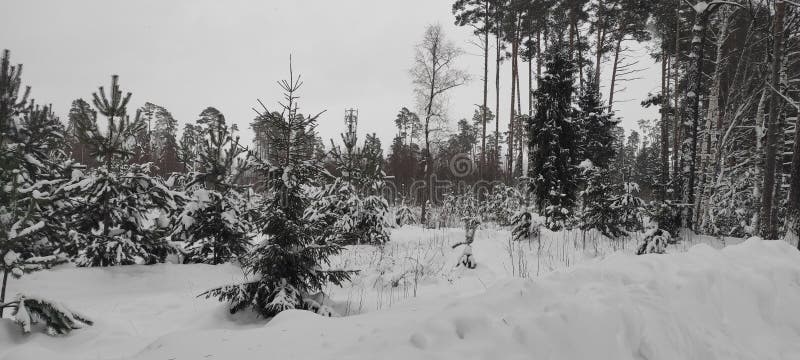 Snow-covered Fir Trees Stand in the Forest in Winter Stock Image ...