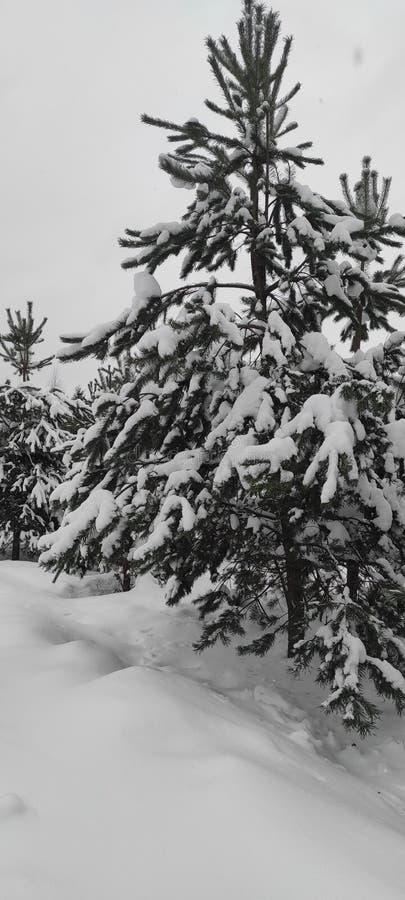 Snow-covered Fir Trees Stand in the Forest in Winter Stock Photo ...