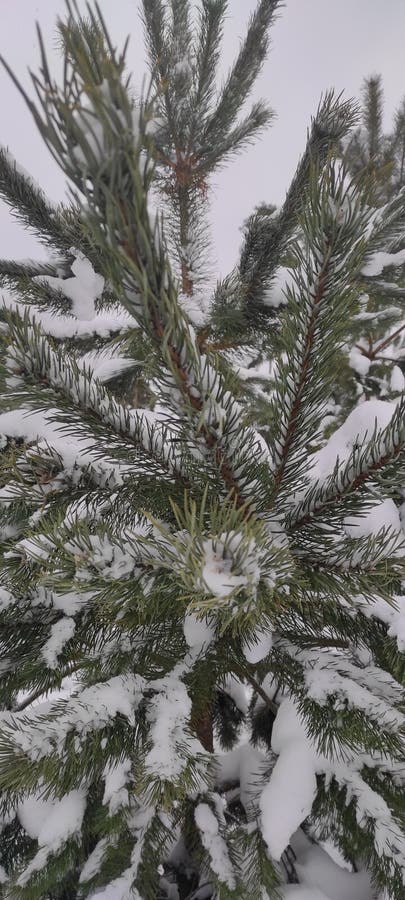 Snow-covered Fir Trees Stand in the Forest in Winter Stock Image ...