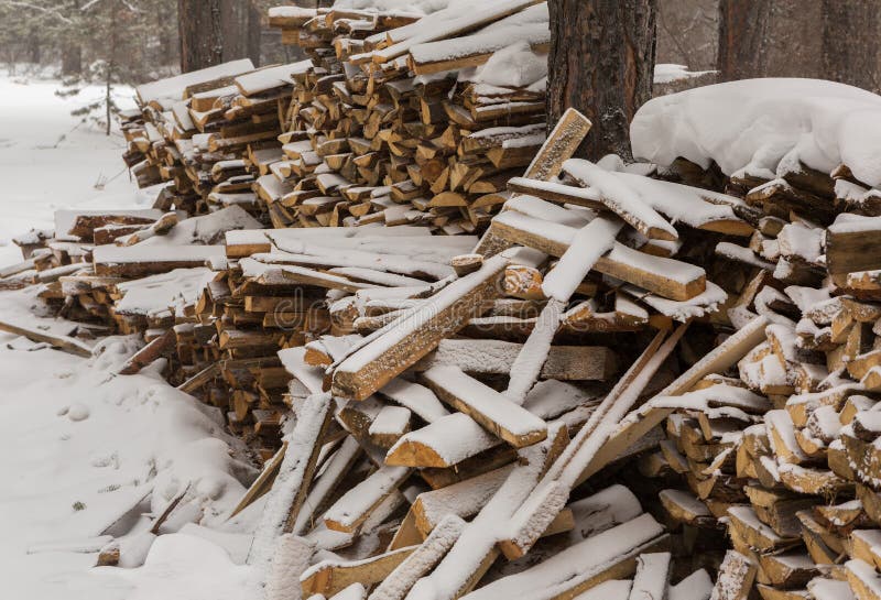 Snow-covered Fire Wood in Pine Forest. Stock Image - Image of nature ...