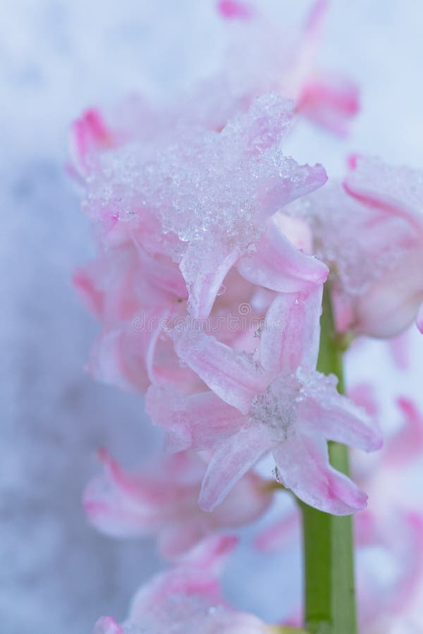 Snow Covered Flower stock photo. Image of spring, snow - 39894292