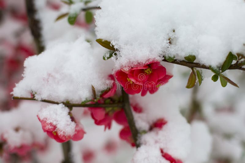 Snow Covered Flower in Spring Stock Image - Image of growth, outdoor ...