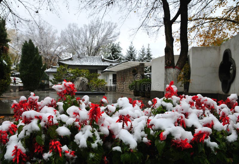 Snow-covered flowers stock image. Image of freeze, cover - 45772803