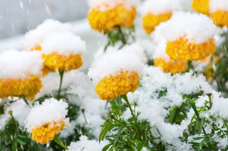 Snow-covered flowers stock photo. Image of marigold - 100957622