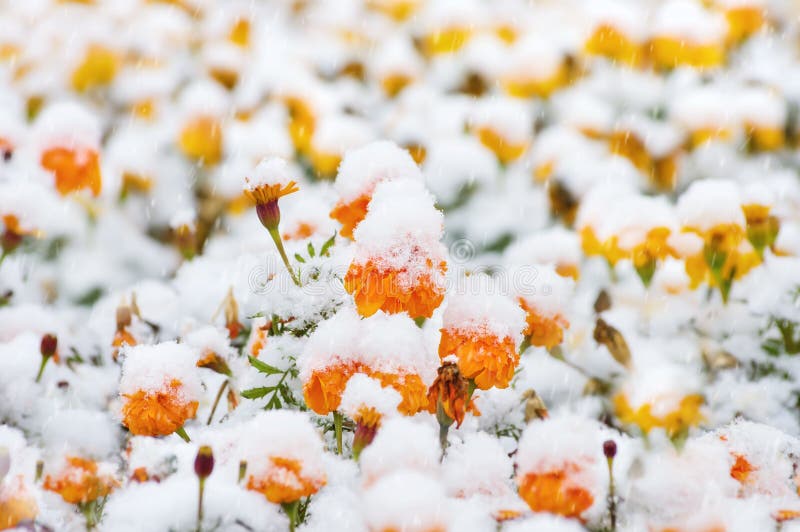 Snow-covered flowers stock image. Image of frost, beauty - 100959871