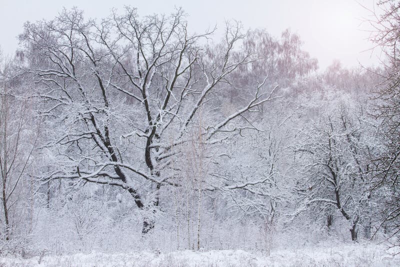 Snow Covered with Fluffy Soft Snow Stock Image - Image of snowfall ...