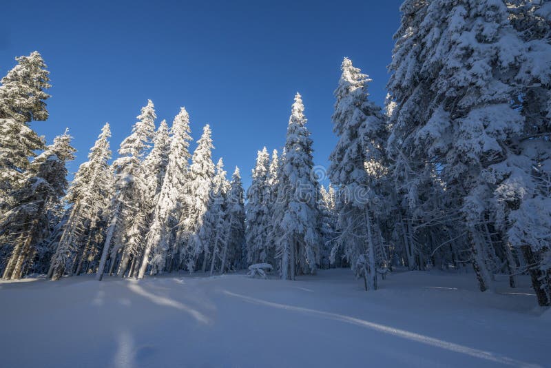 Snow covered forest stock image. Image of cover, morning - 28904317