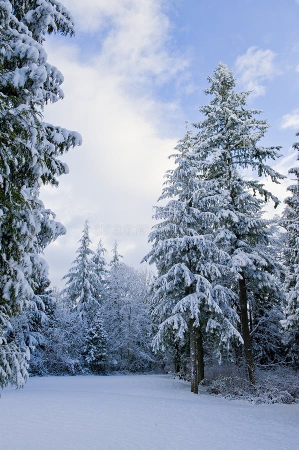 Snow-covered forest stock photo. Image of snowy, beautiful - 4201016
