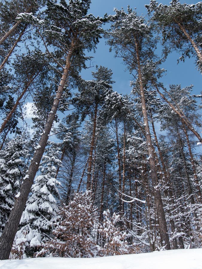 Snow-covered Forest from the Bottom Stock Image - Image of vertical ...