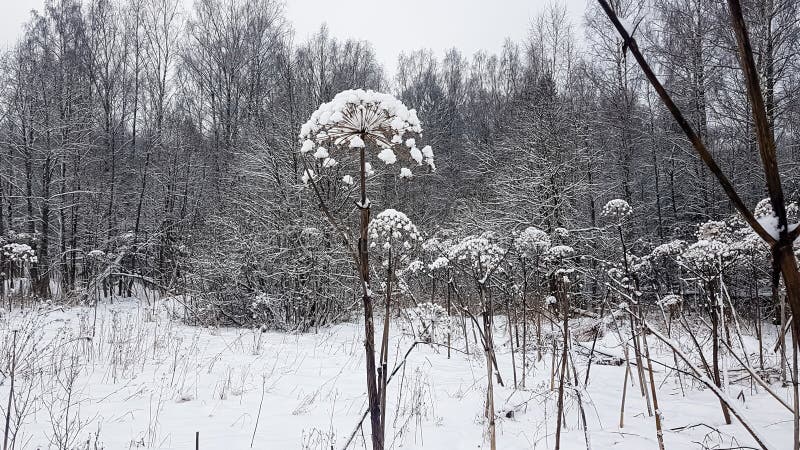 Snow-covered Forest and Dead Bushes. Russian Winter Stock Photo - Image ...
