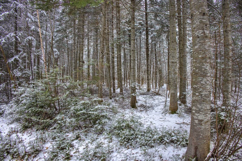 Snow Covered Forest Floor. stock image. Image of wilderness - 308065977