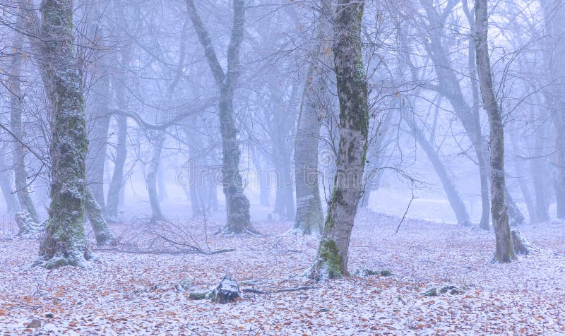 Snow covered forest in fog stock image. Image of freeze - 170087515