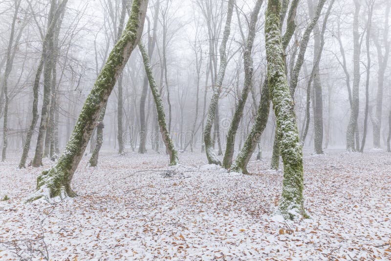 Snow covered forest in fog stock image. Image of frosty - 170011691