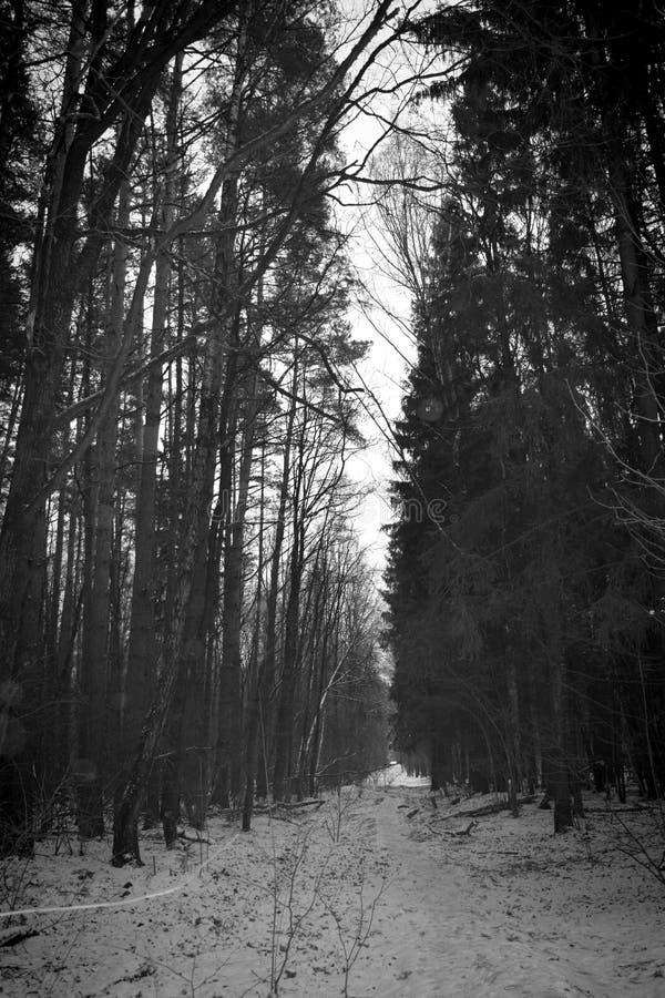 Winter Forest stock image. Image of runs, narrow, towering - 367269945