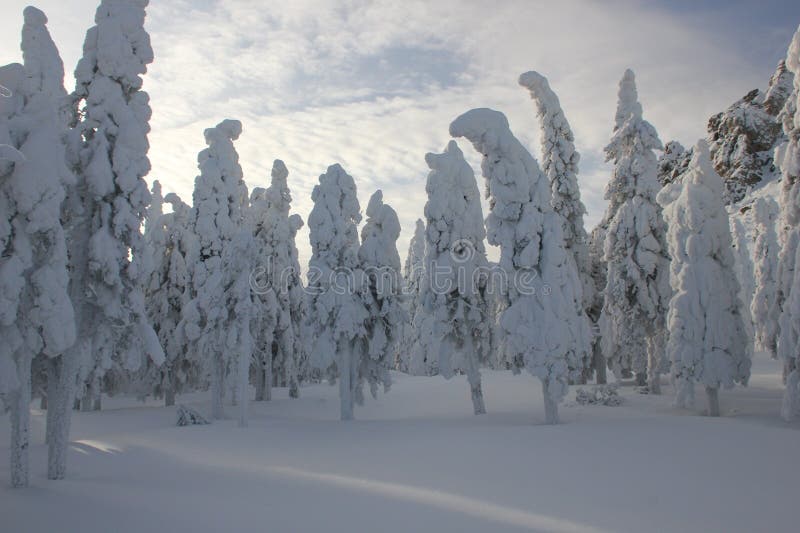 Snow-covered forest stock image. Image of mysterious - 36470947
