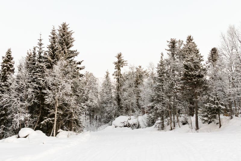 Snow-covered Forest in Northern Sweden Stock Photo - Image of nature ...