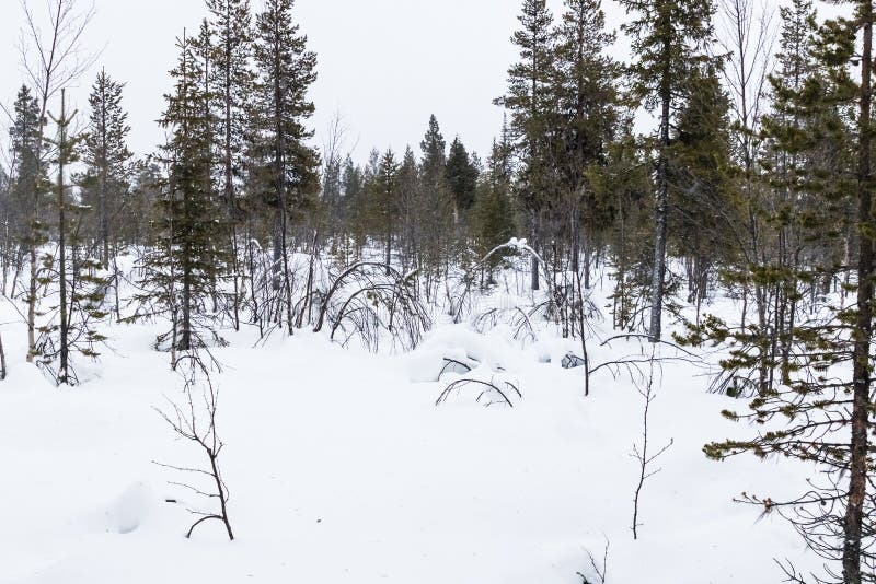 Snow-covered Forest in Northern Sweden Stock Image - Image of snow ...