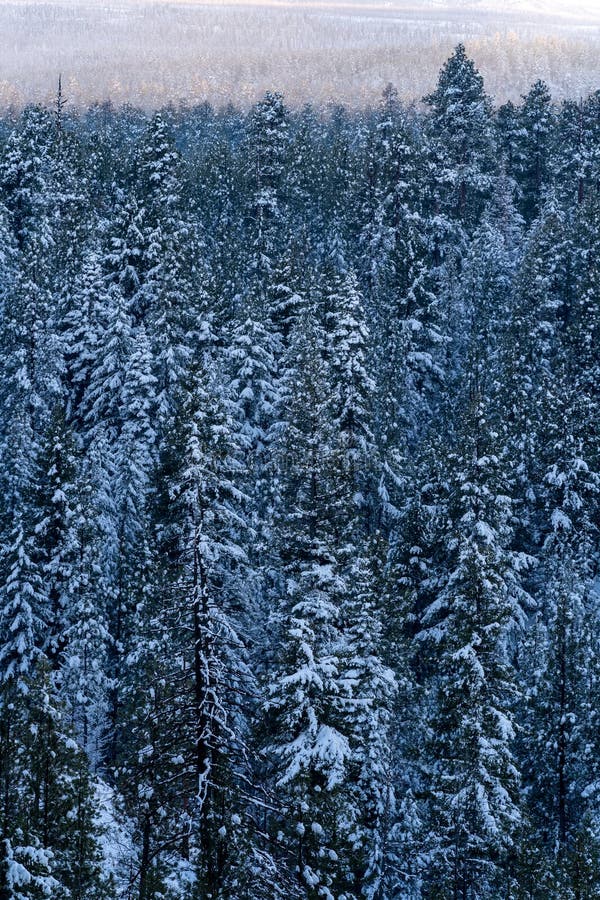 A Snow Covered Forest in Oregon during Winter in the Cascade Mountains ...