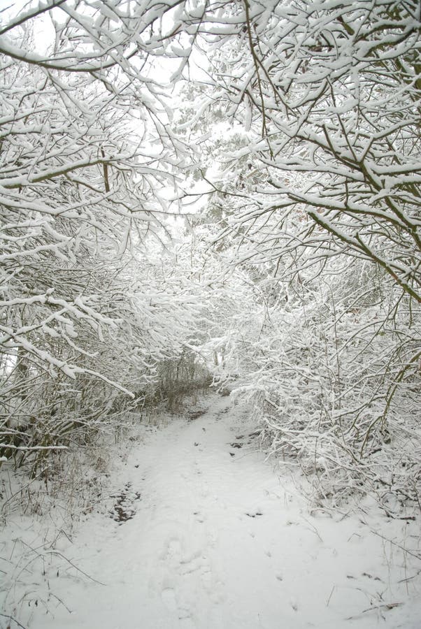 Snow-covered forest path stock image. Image of cold, snowy - 8090959